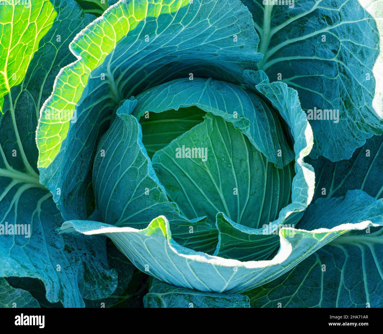 A closeup of one cabbage in a cabbage patch Stock Photo - Alamy