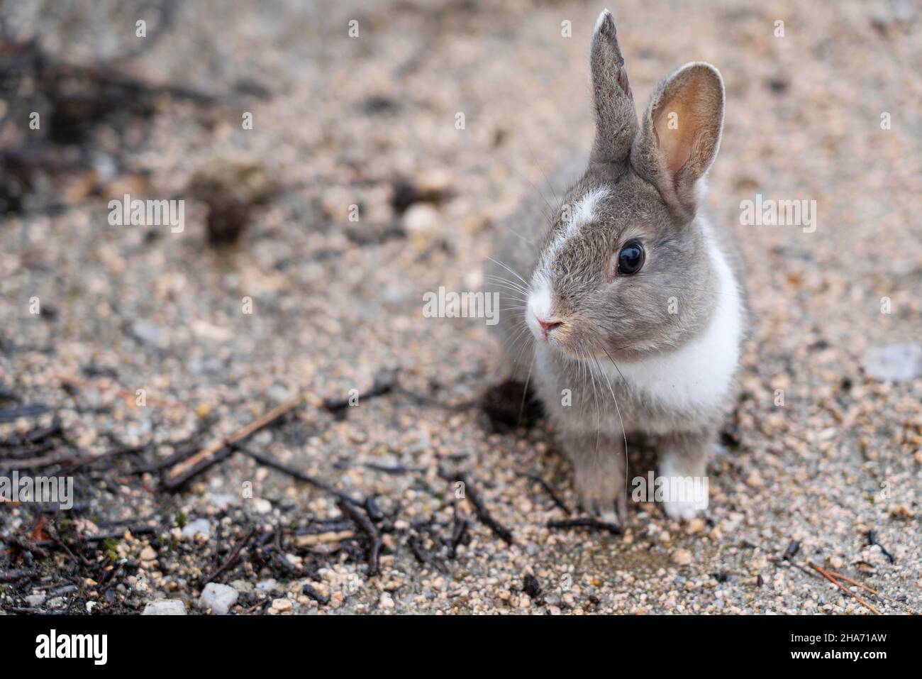 A baby rabbit on wet soil Stock Photo - Alamy