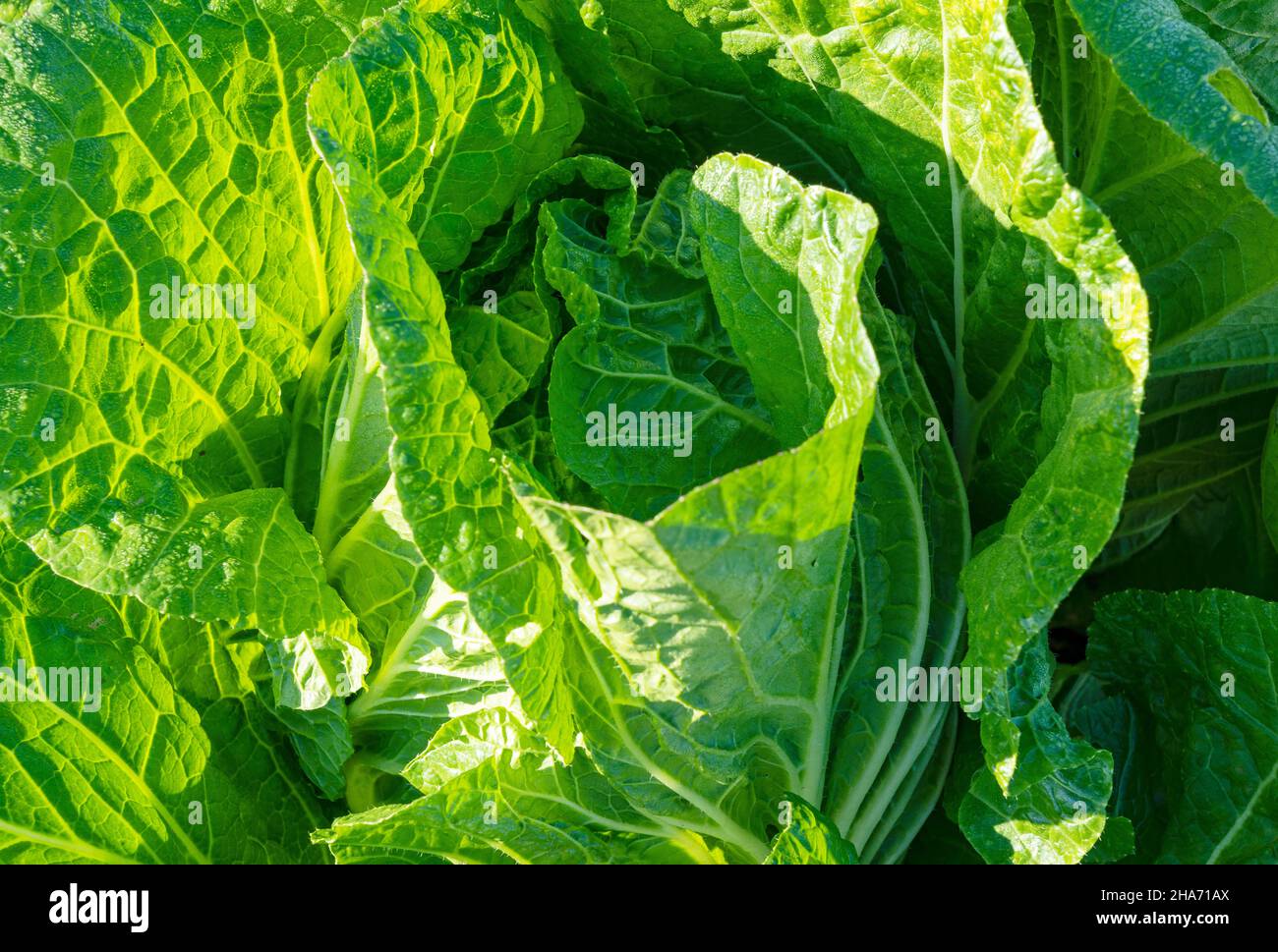 A closeup of one of the Chinese cabbage fields Stock Photo - Alamy