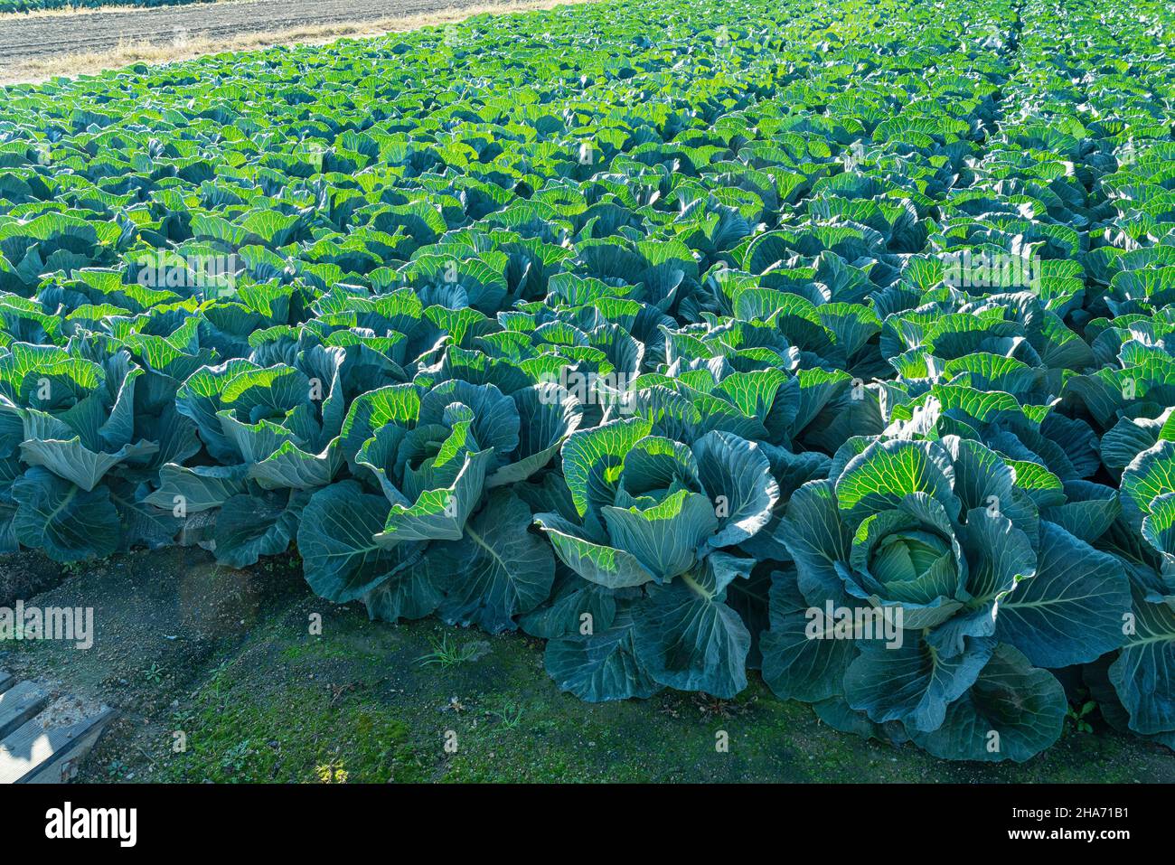 Cabbage field in the morning light Stock Photo - Alamy