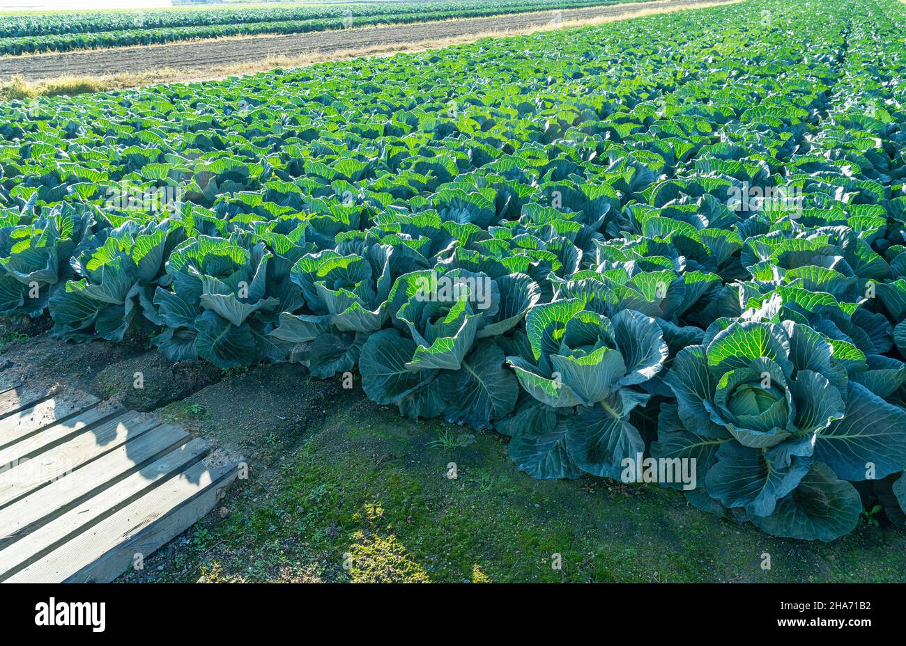 Cabbage field in the morning light Stock Photo - Alamy