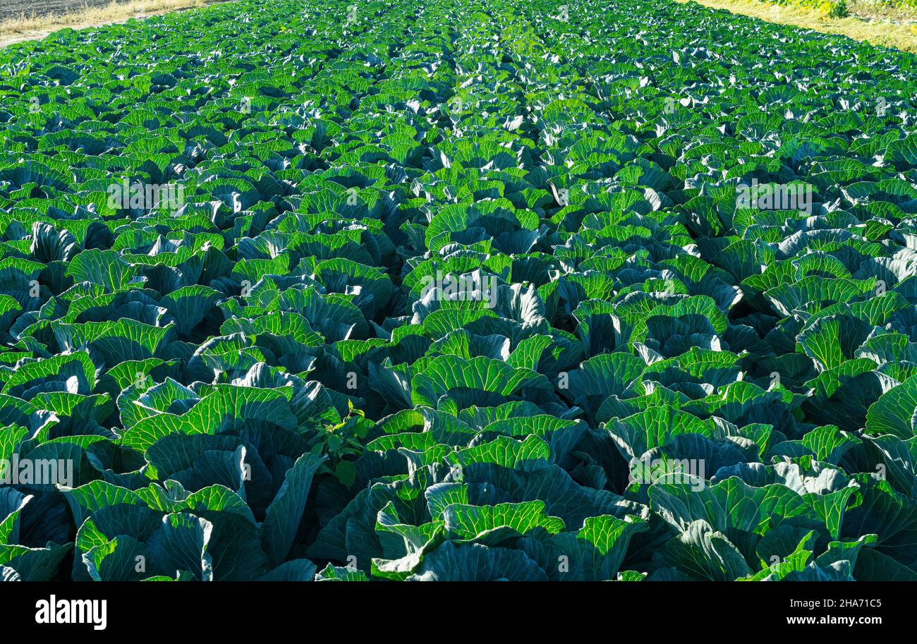 Cabbage field in the morning light Stock Photo - Alamy
