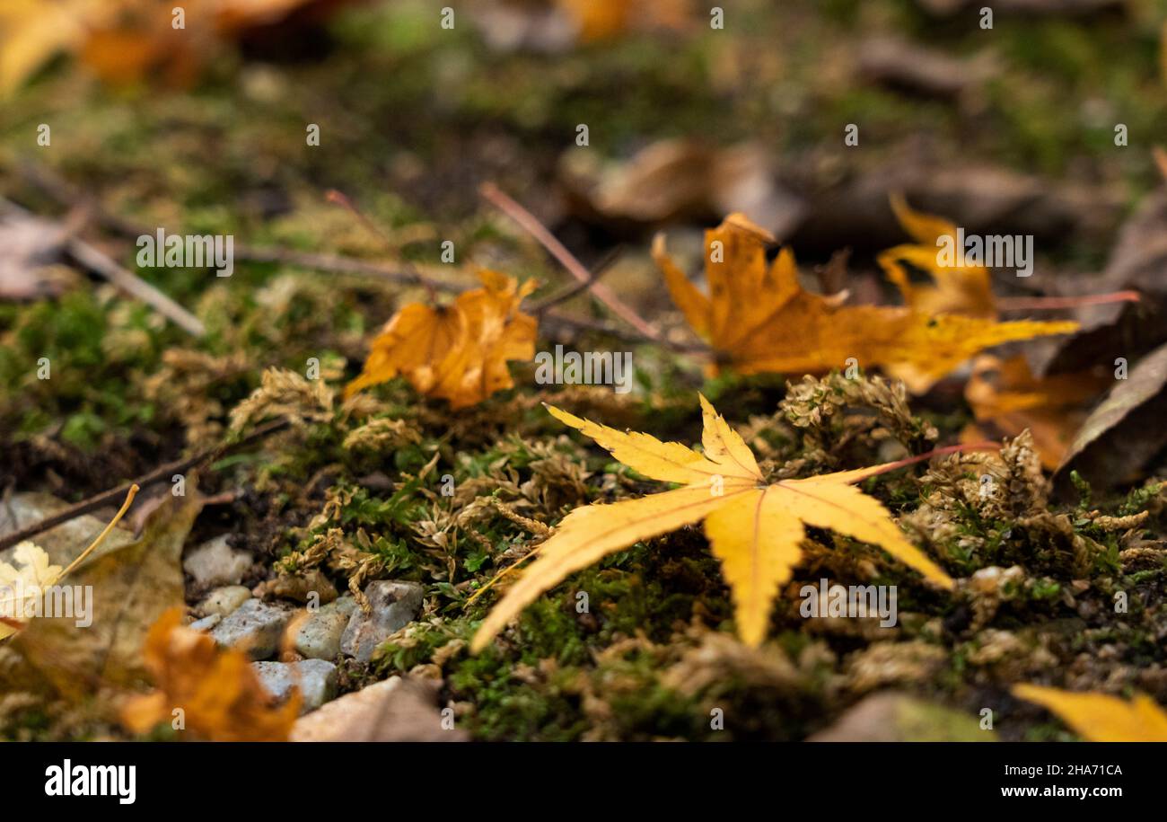 A closeup of yellow Japanese foliage falling on moss Stock Photo - Alamy