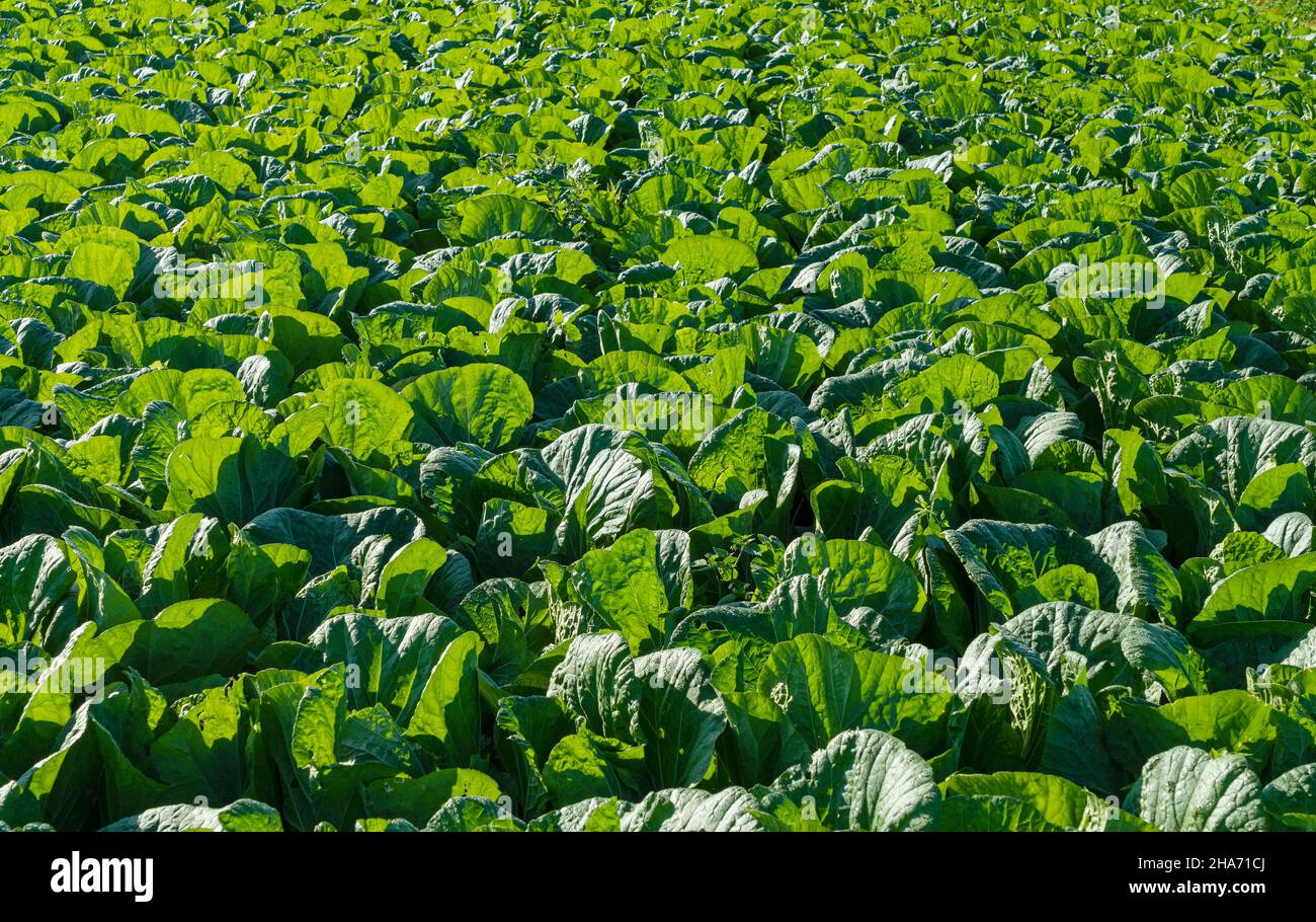 Chinese cabbage field in the morning light Stock Photo - Alamy