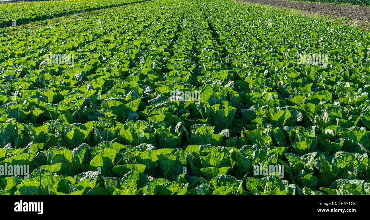Napa cabbage field hi-res stock photography and images - Alamy