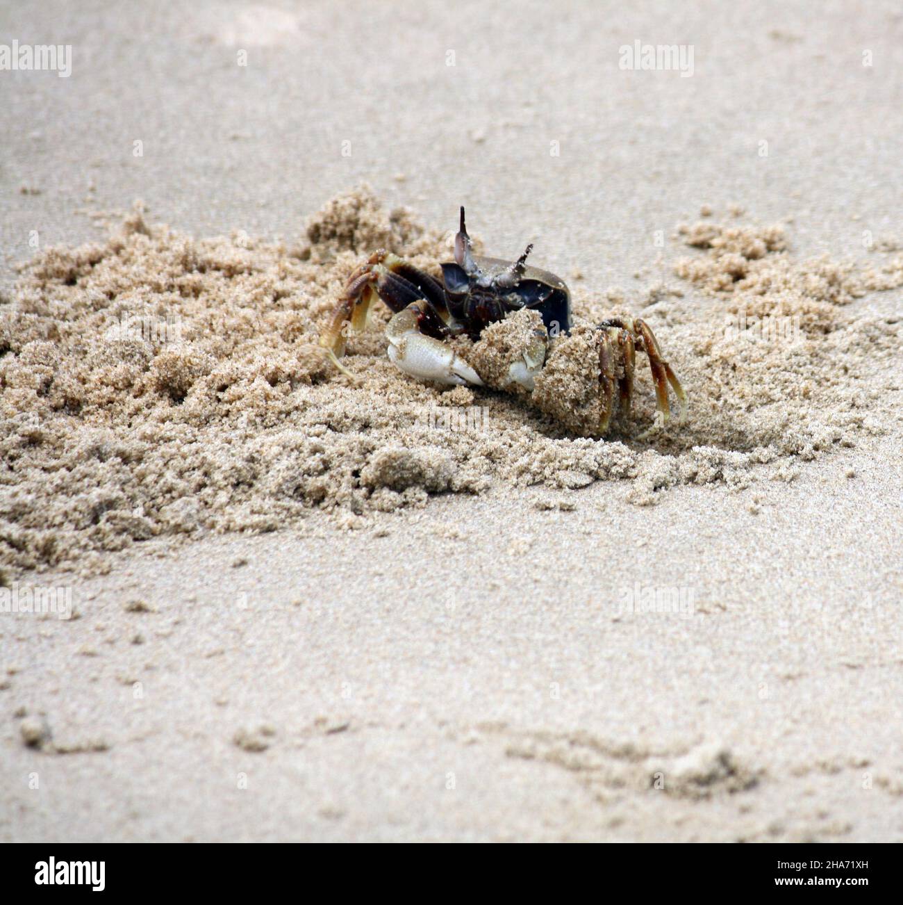 Horned ghost crab or horn-eyed ghost crab (Ocypode ceratophthalmus ...