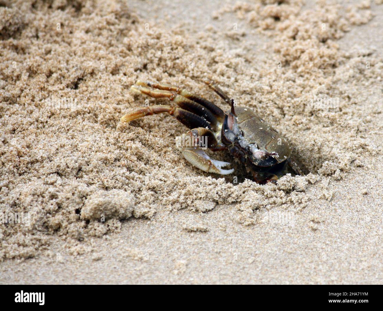 Horned ghost crab or horn-eyed ghost crab (Ocypode ceratophthalmus ...