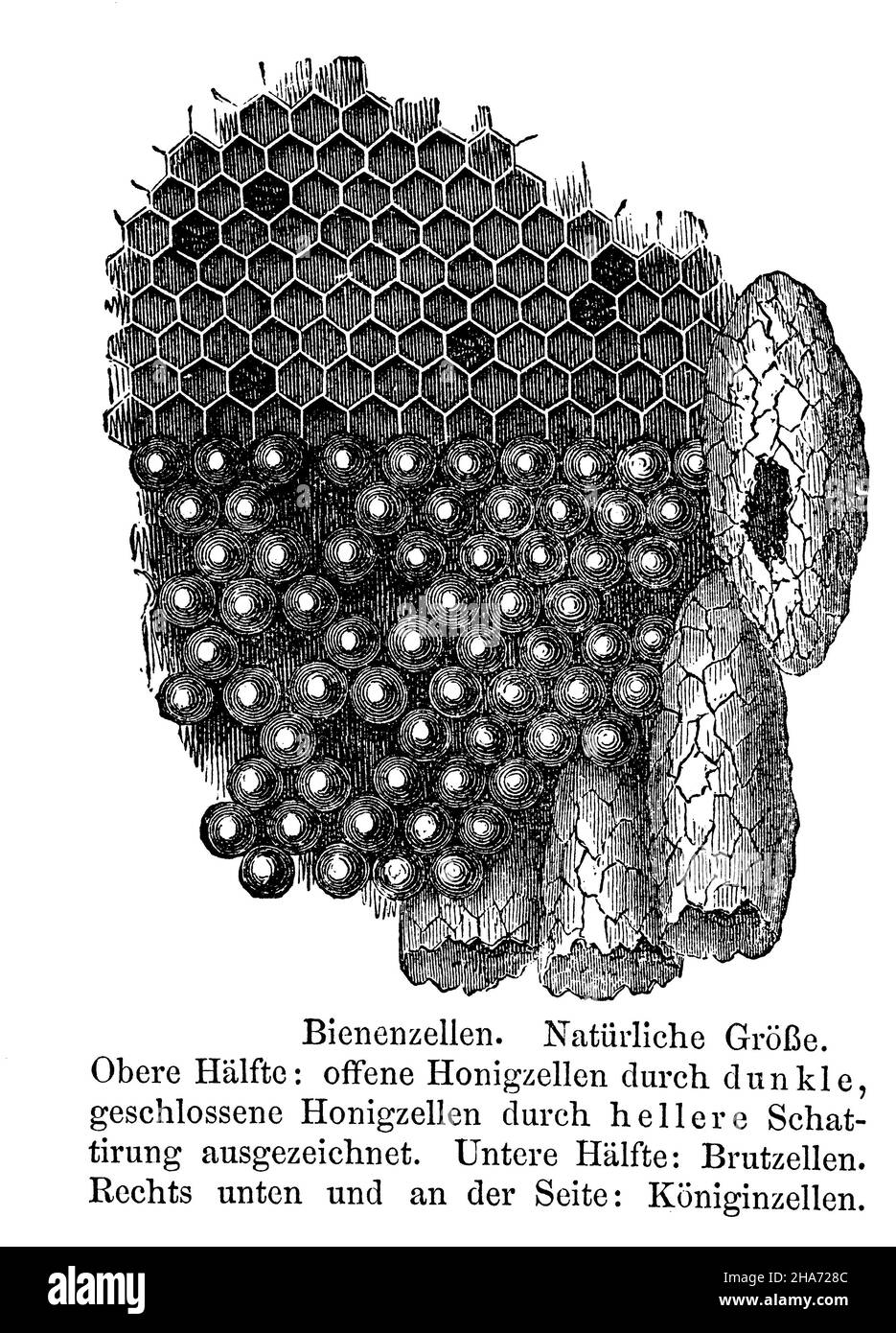 Woodcut of bee hi-res stock photography and images - Alamy