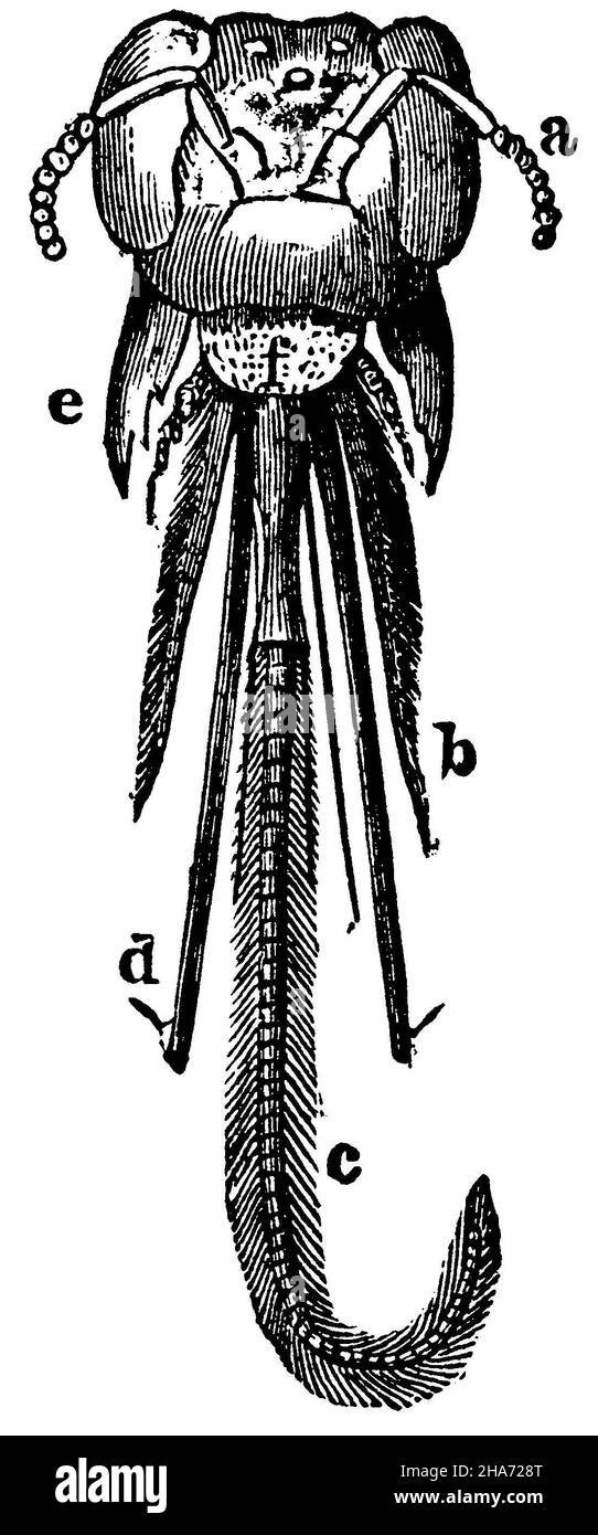 Head of honey bee, seen from the front, enlarged, a) antennae, b) lower ...