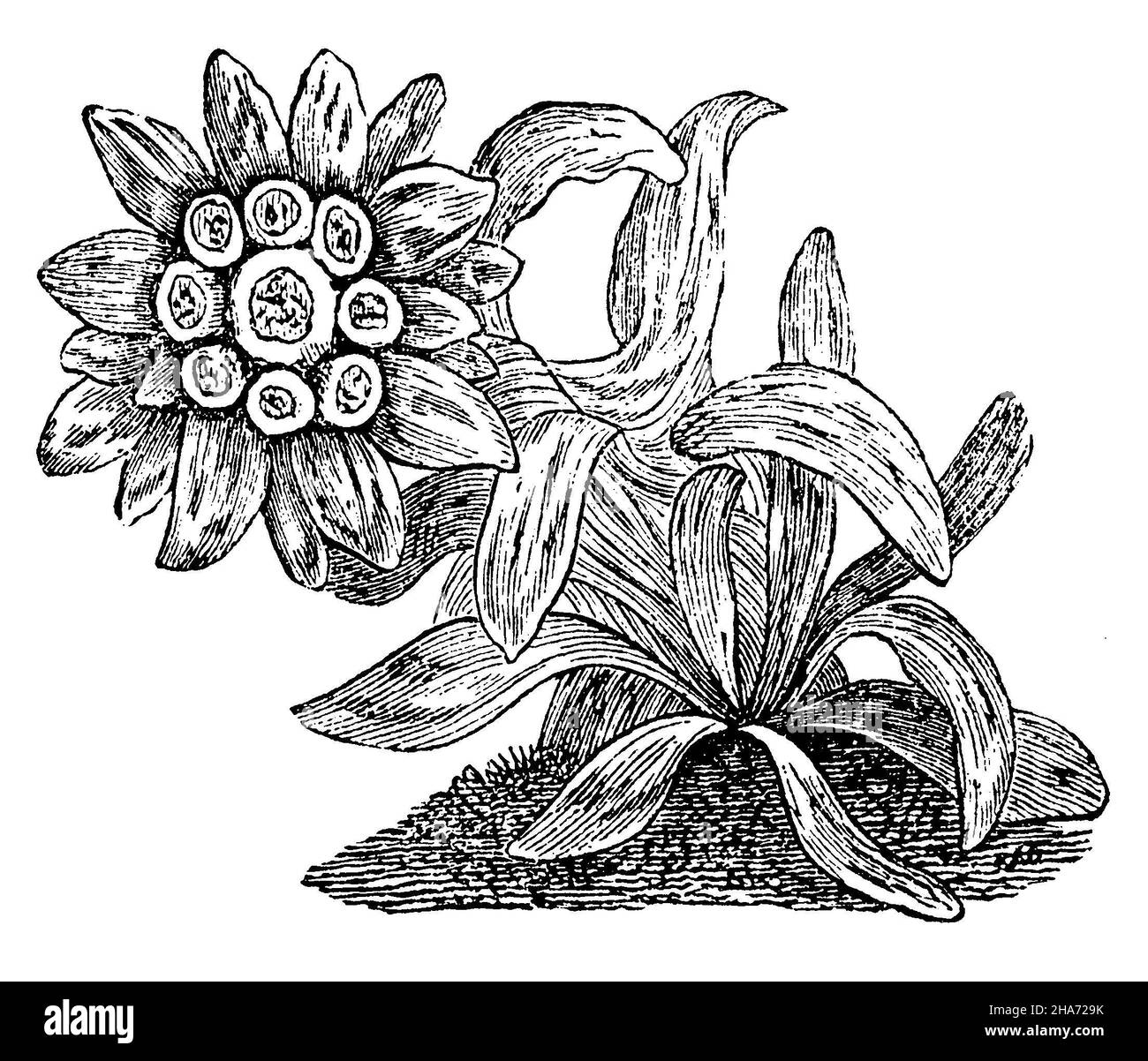 Edelweiss drawing Cut Out Stock Images & Pictures - Alamy