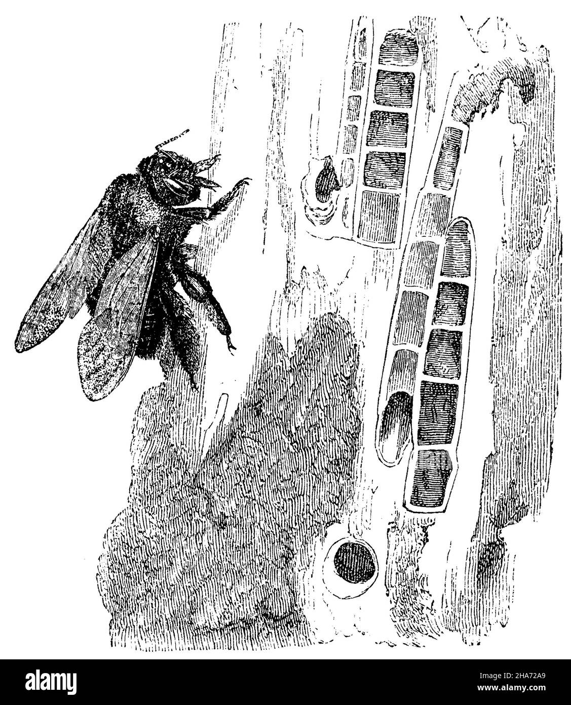 Violet-winged wood bee, with exposed cell tubes in a tree trunk ...