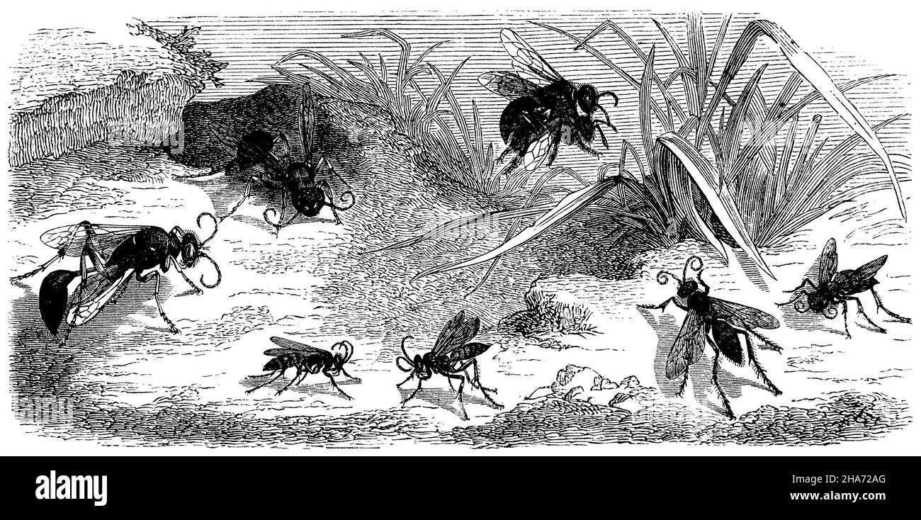 Bee wolf wasp honey bee Cut Out Stock Images & Pictures - Alamy