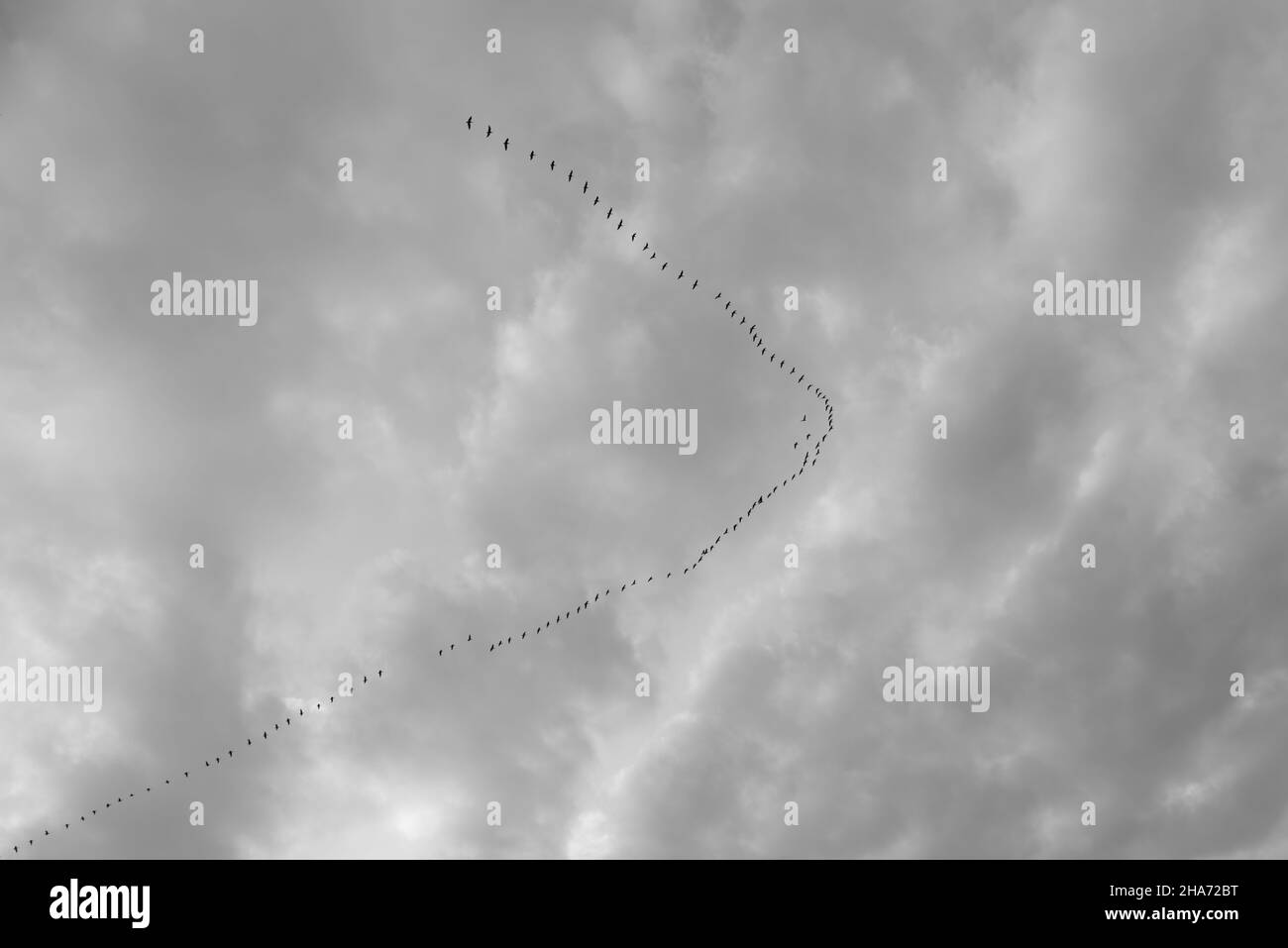 Flock of birds flying to the right as an arrowhead Stock Photo - Alamy