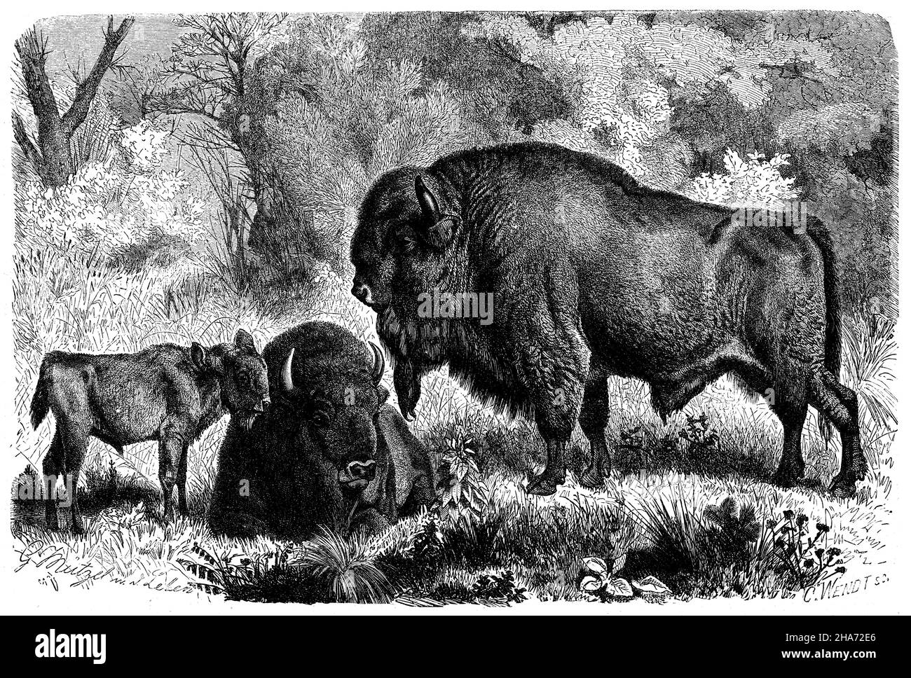 Bos family Cut Out Stock Images & Pictures - Alamy