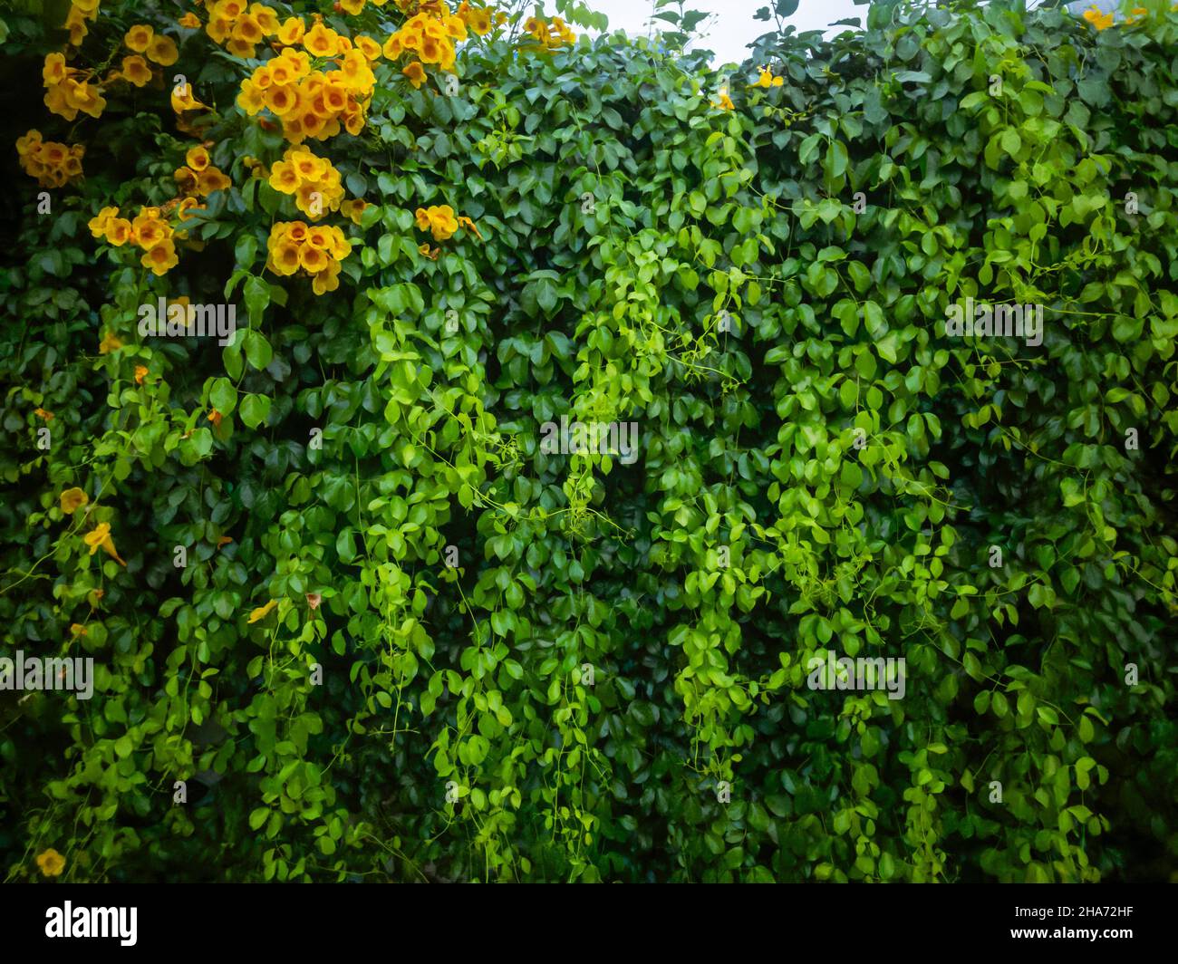 abstract all things green leaf texture, nature background, tropical ...