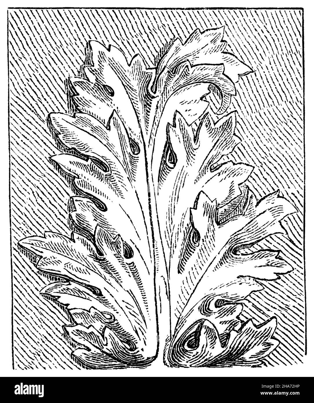 Acanthus leaf hi-res stock photography and images - Alamy