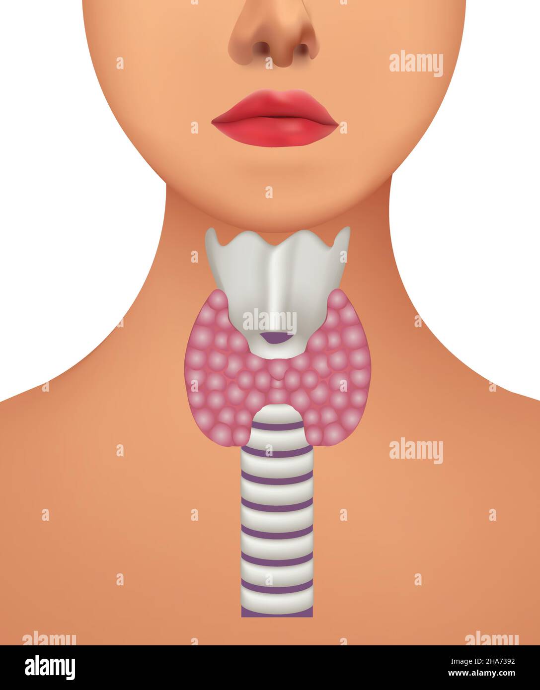 Thyroid gland inside. vector illustration Stock Vector Image & Art - Alamy