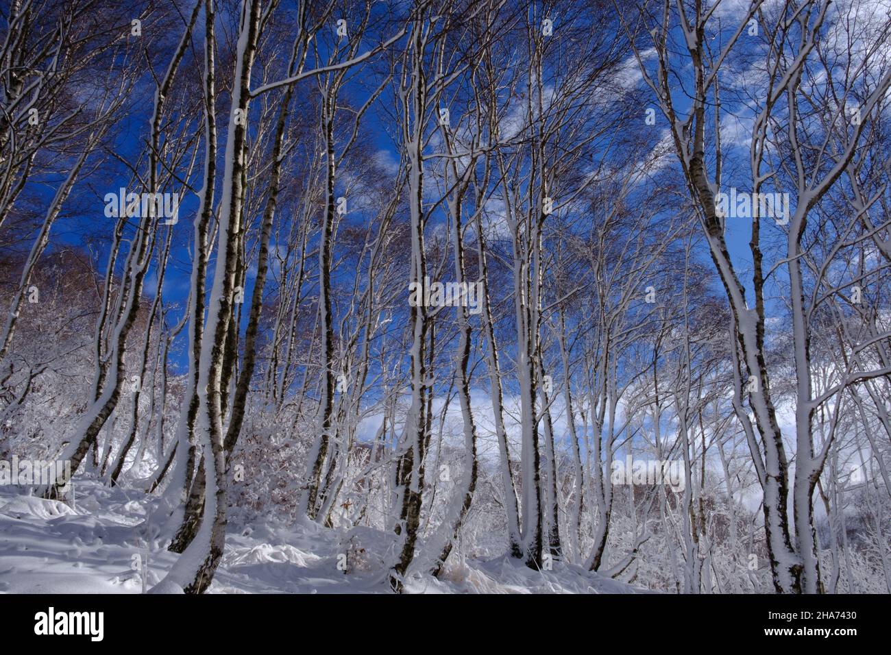 Birchwood in winter hi-res stock photography and images - Alamy