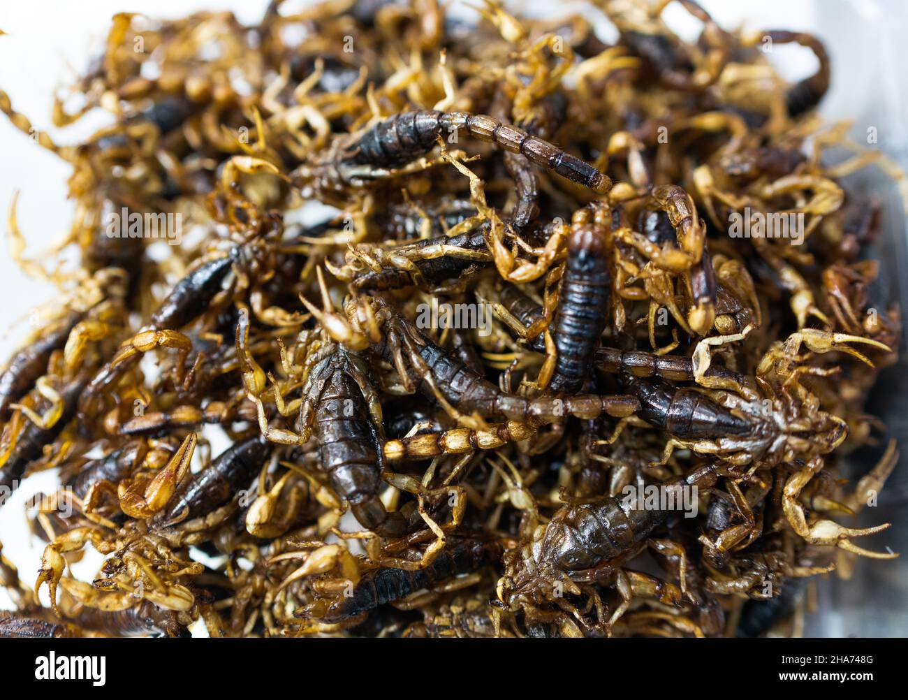 Mexico scorpion hi-res stock photography and images - Alamy