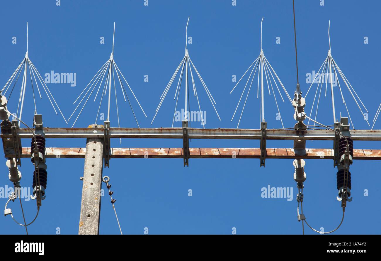 Concrete power pylons equipped with bird spikes. Some species nest and ...