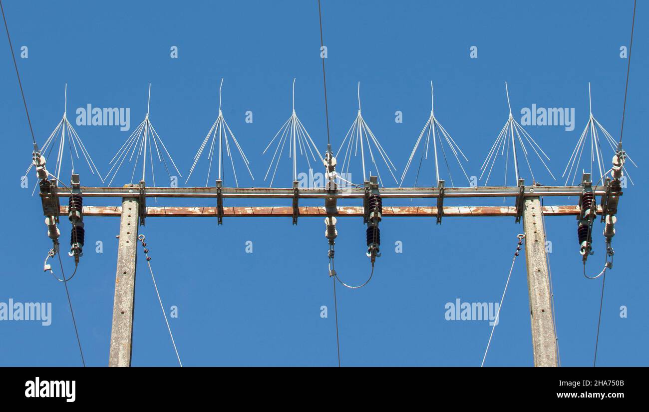 Concrete power pylons equipped with bird spikes. Some species nest and ...