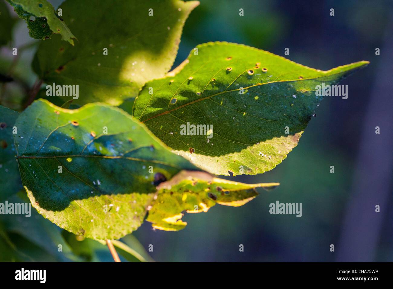 Aphids damaged leaf by pests and diseases. Aphidoidea colony damages ...