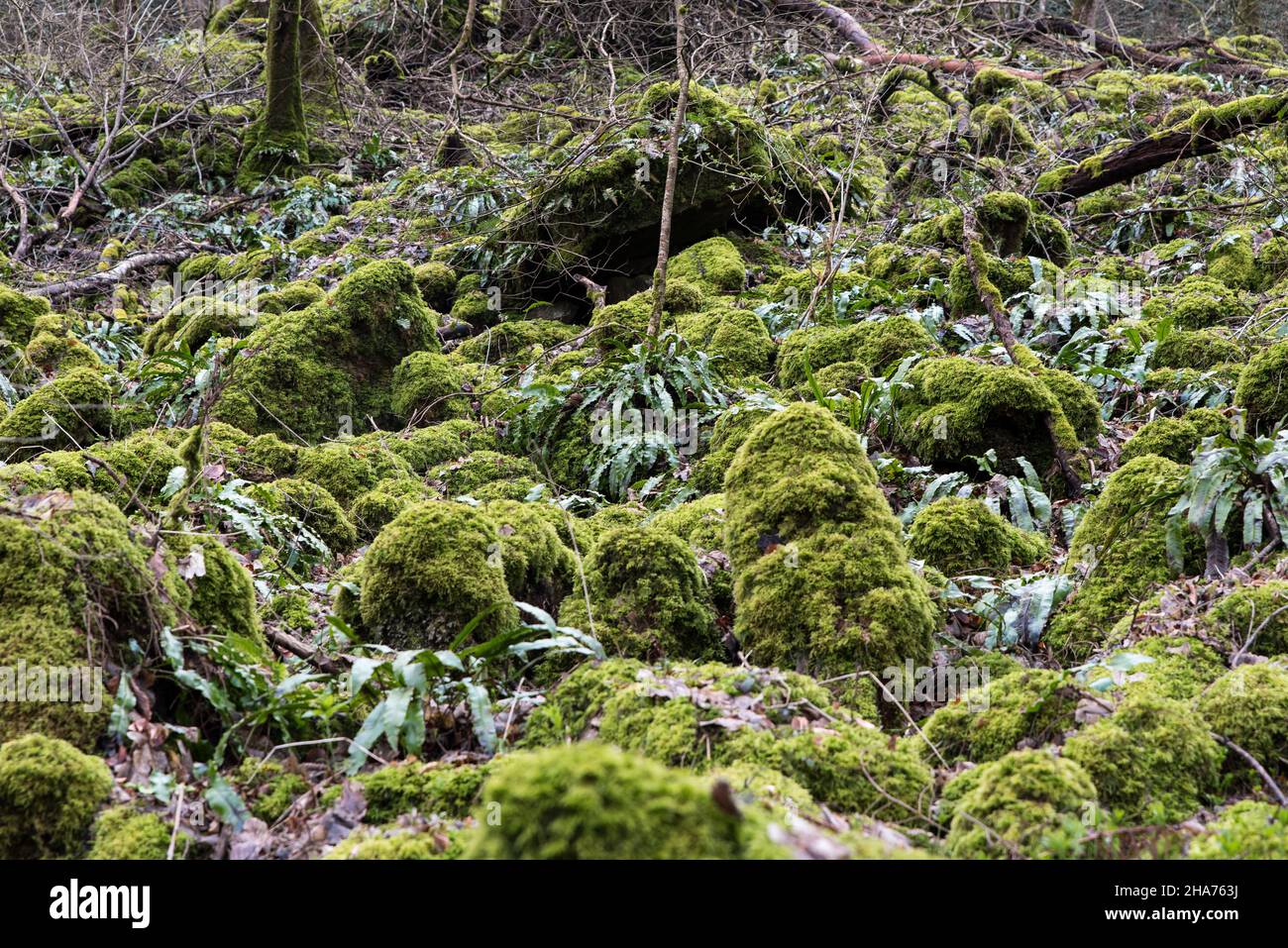 moss covered rocks in cold rainforest Stock Photo - Alamy