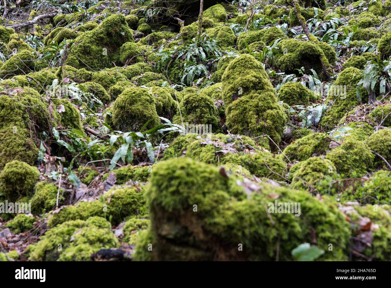 moss covered rocks in cold rainforest Stock Photo - Alamy