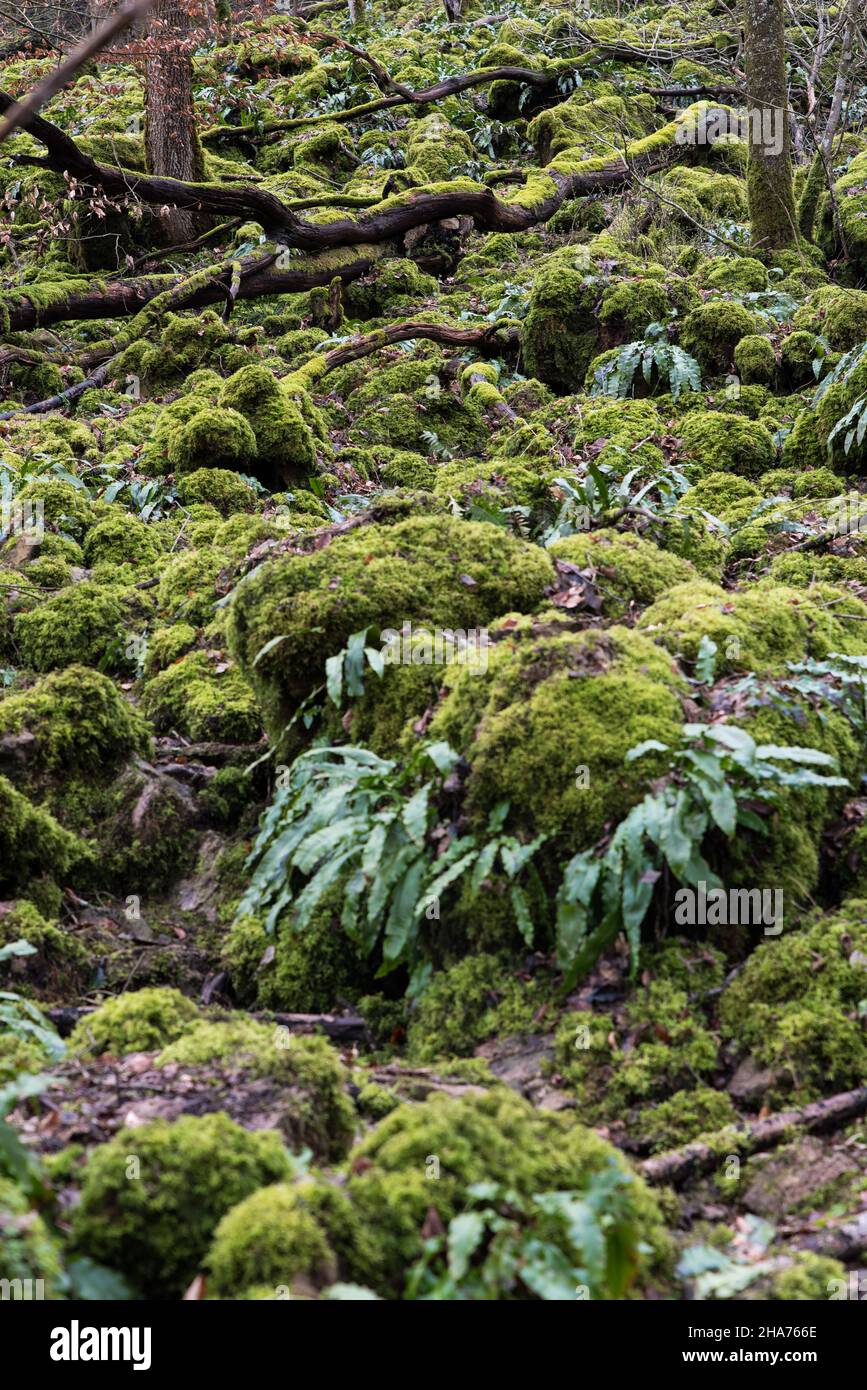 moss covered rocks in cold rainforest Stock Photo - Alamy