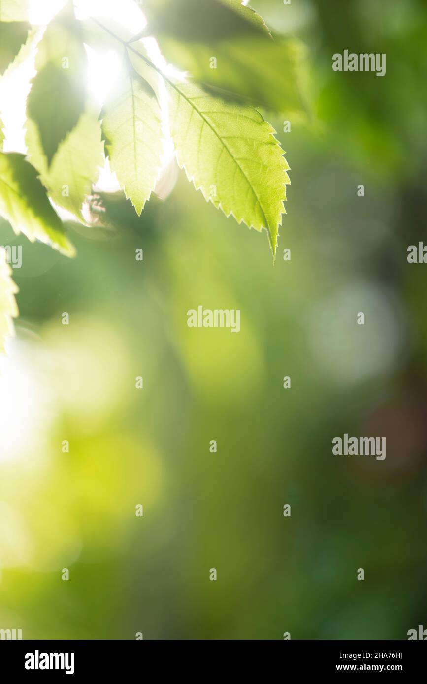 Nature of green leaf in garden leaves plants using as spring background ...