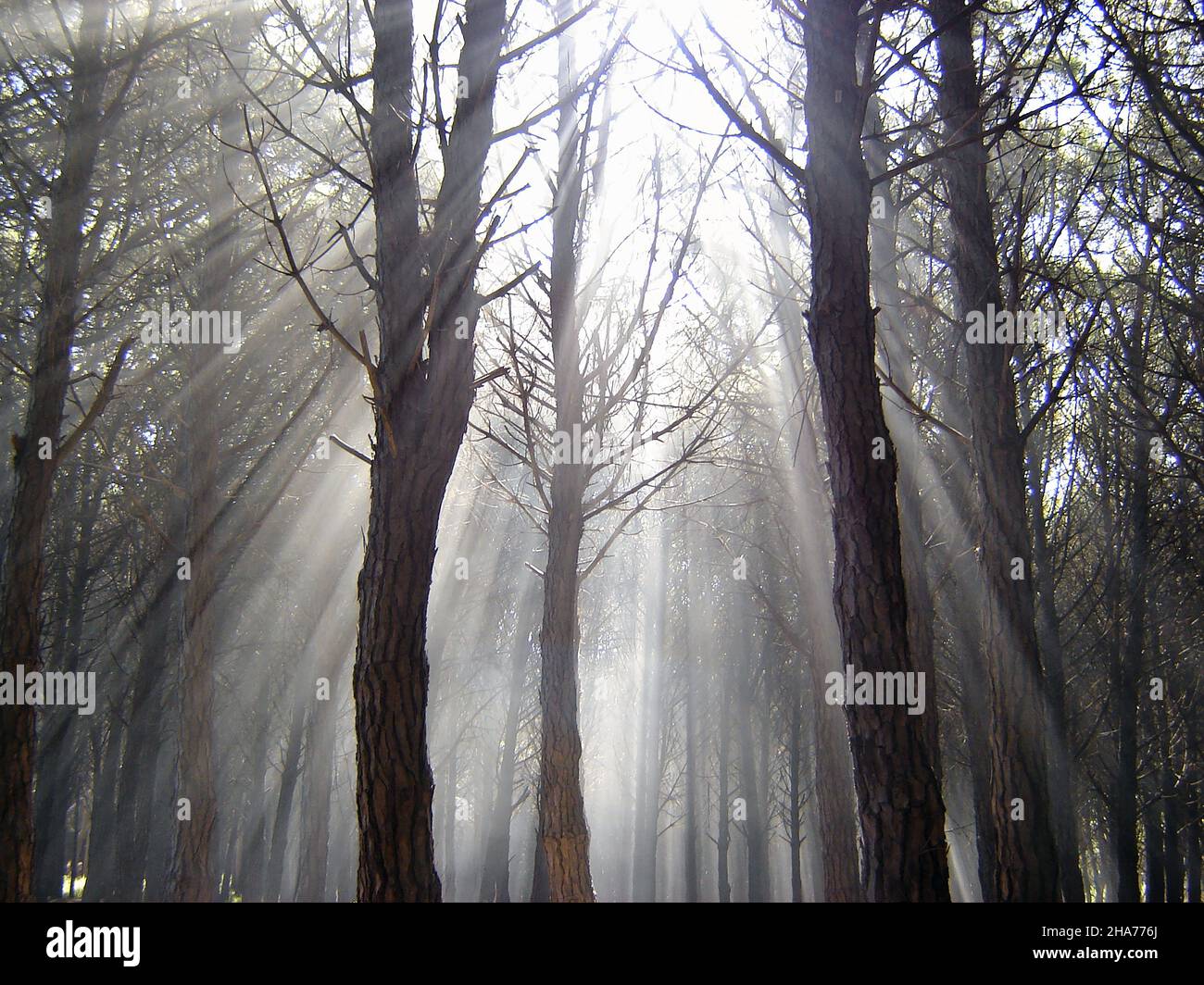 Sunlight shining through leaves trees hi-res stock photography and ...