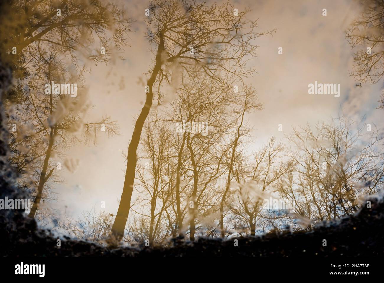 dark winter tree reflections in puddle Stock Photo - Alamy
