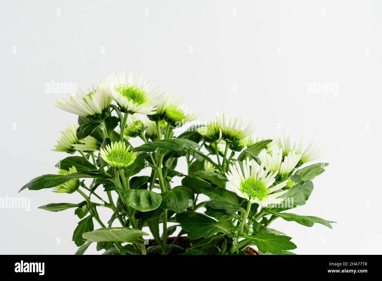 Chrysanthemum Morifolium Indoor
