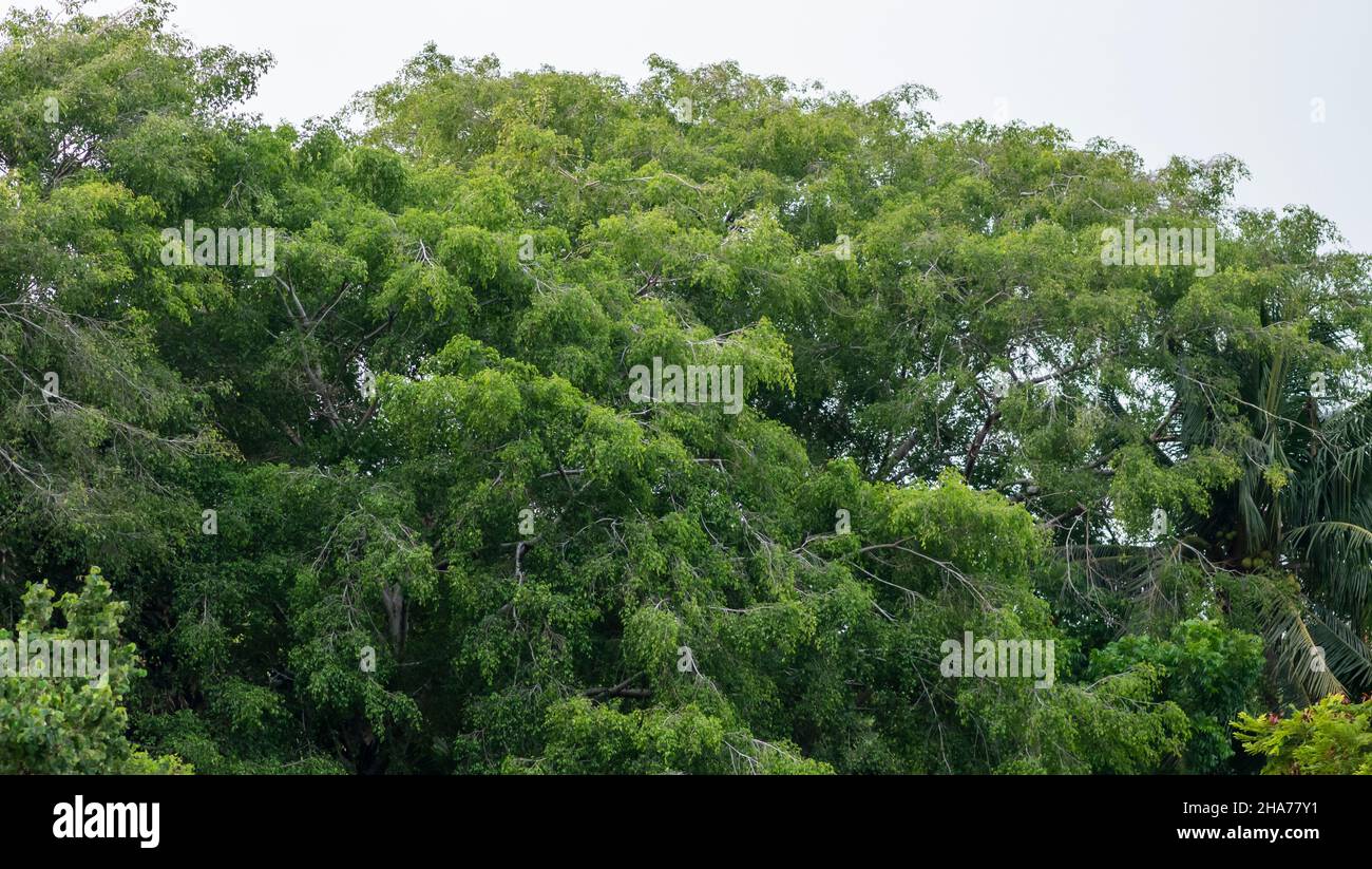 green tree park environment ecology greenery wallpaper fresh clean air ...