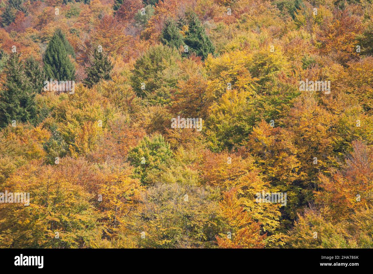 foliage inside an Italian forest at fall Stock Photo - Alamy