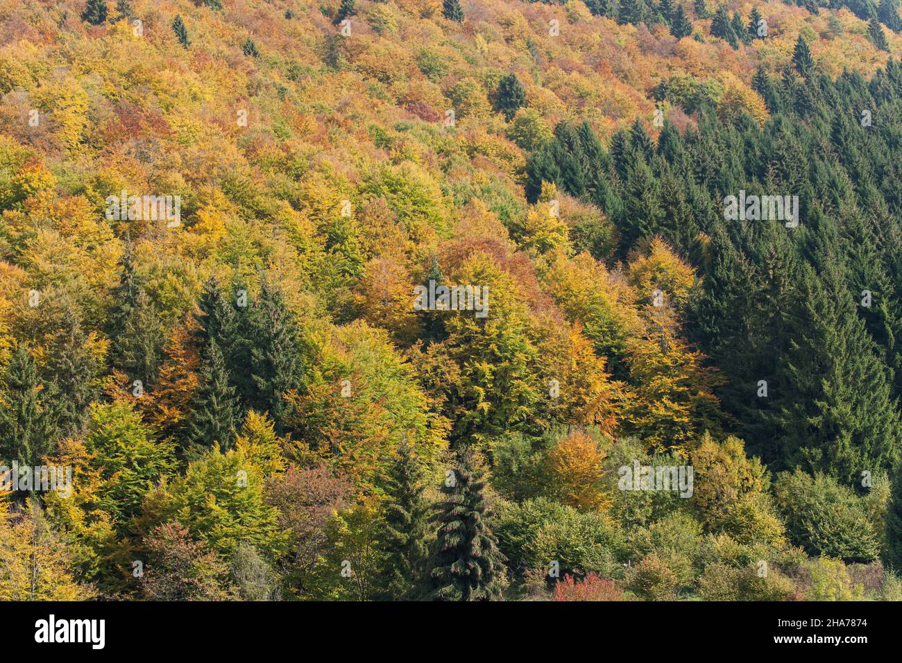 foliage inside an Italian forest at fall Stock Photo - Alamy