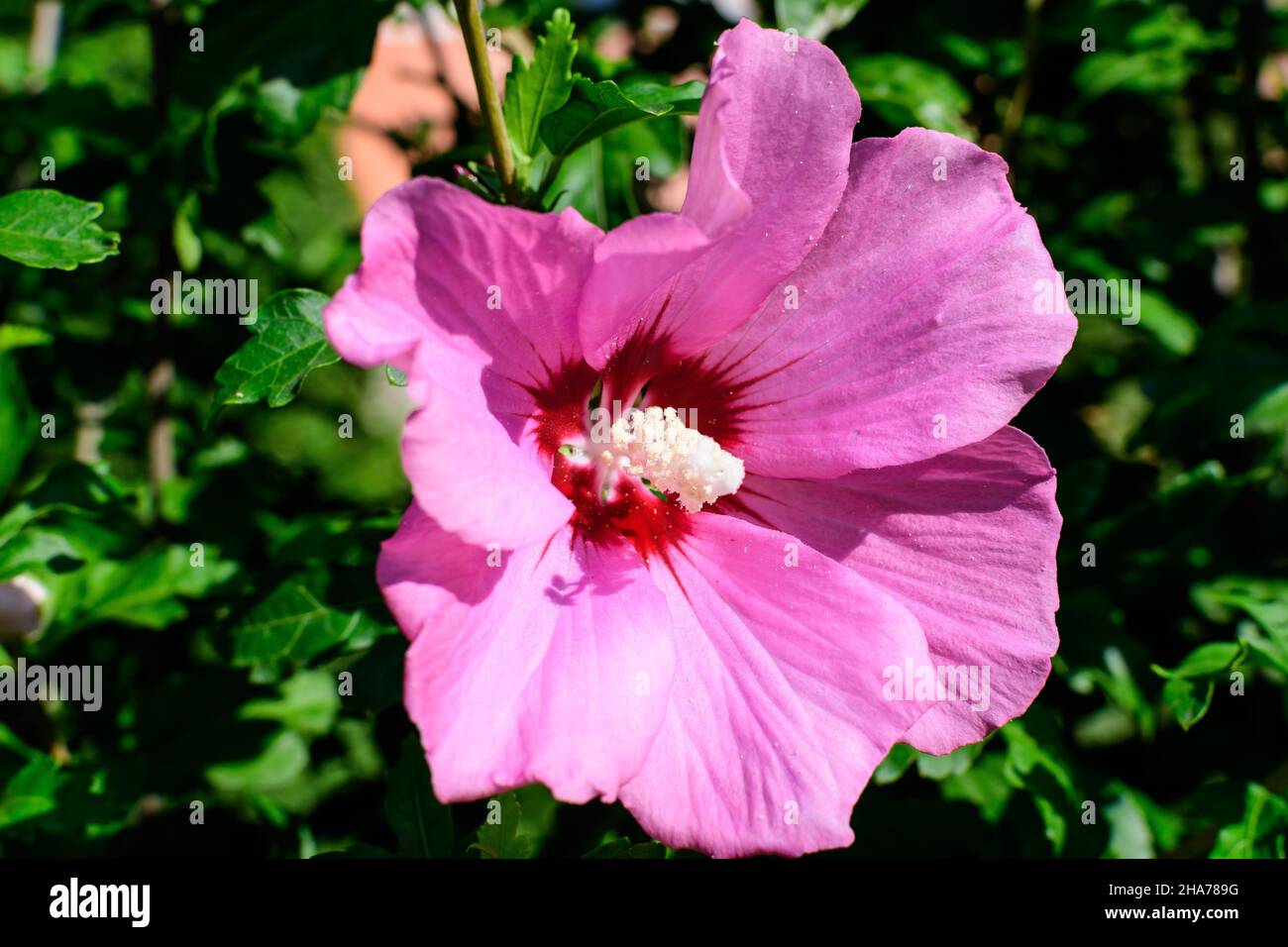 Pink delicate flower of Cornus kousa tree, commonly known as ousa ...