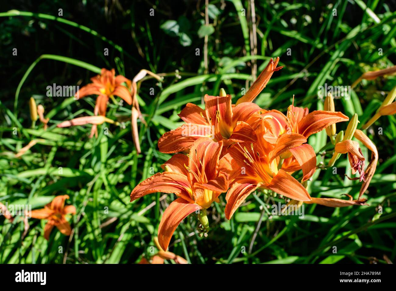Many small vivid orange flowers of Lilium or Lily plant in a British ...
