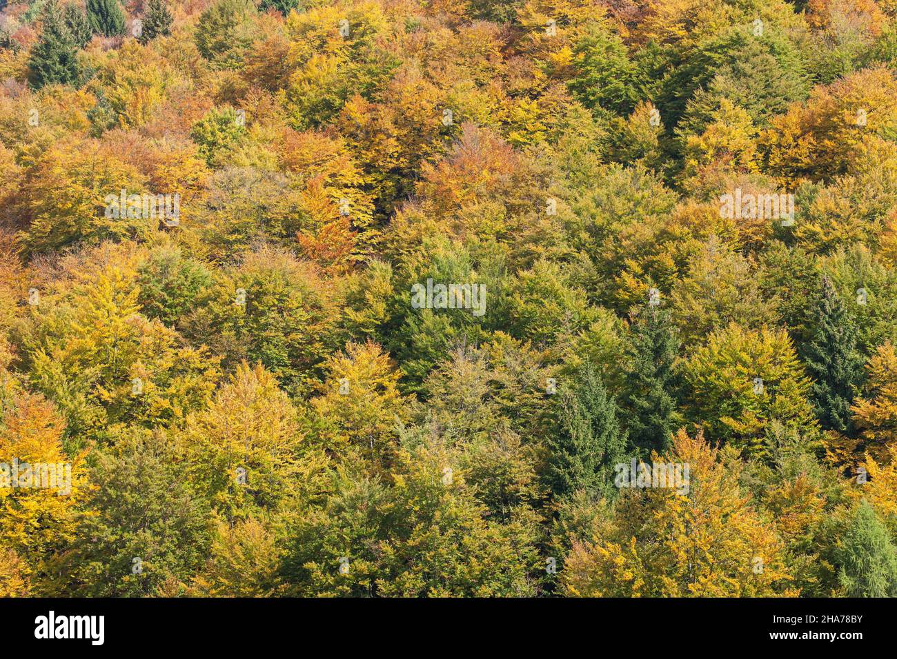 foliage inside an Italian forest at fall Stock Photo - Alamy