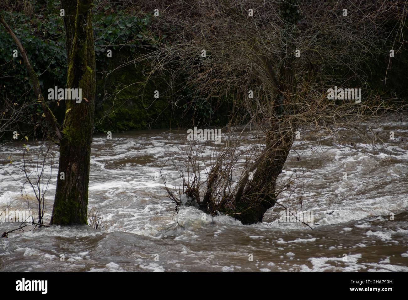 Trees standing in the water during a flood Stock Photo - Alamy
