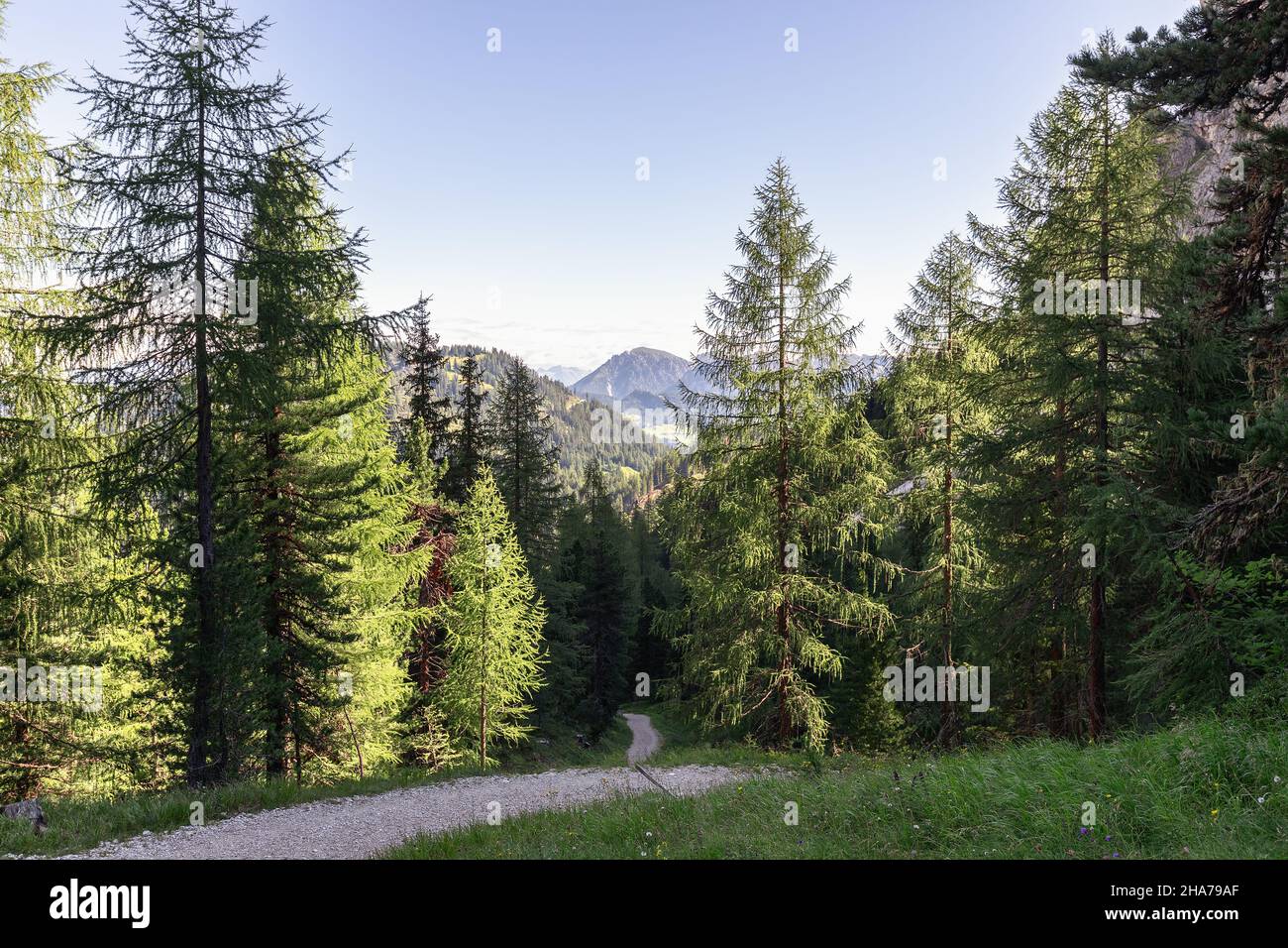Scenic forest path in the Italian Alps on a sunny morning Stock Photo ...