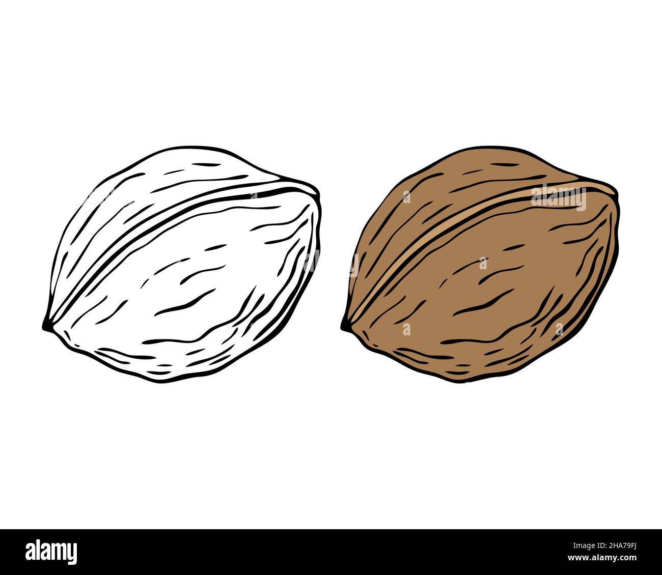 Walnut drawing hand contour, isolated, white background. Vector ...