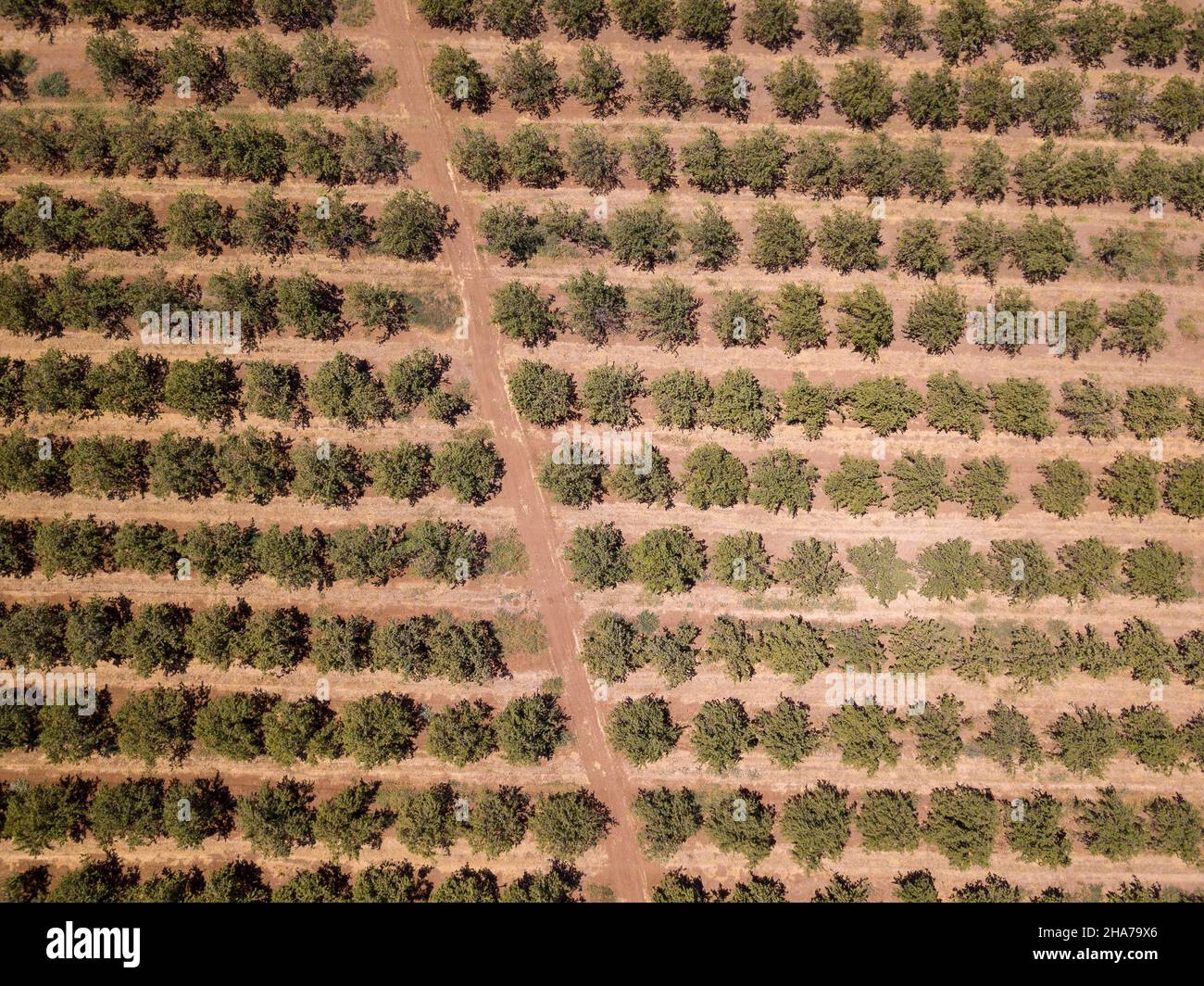 Large agriculture almonds tree field. Agriculture landscape Stock Photo ...