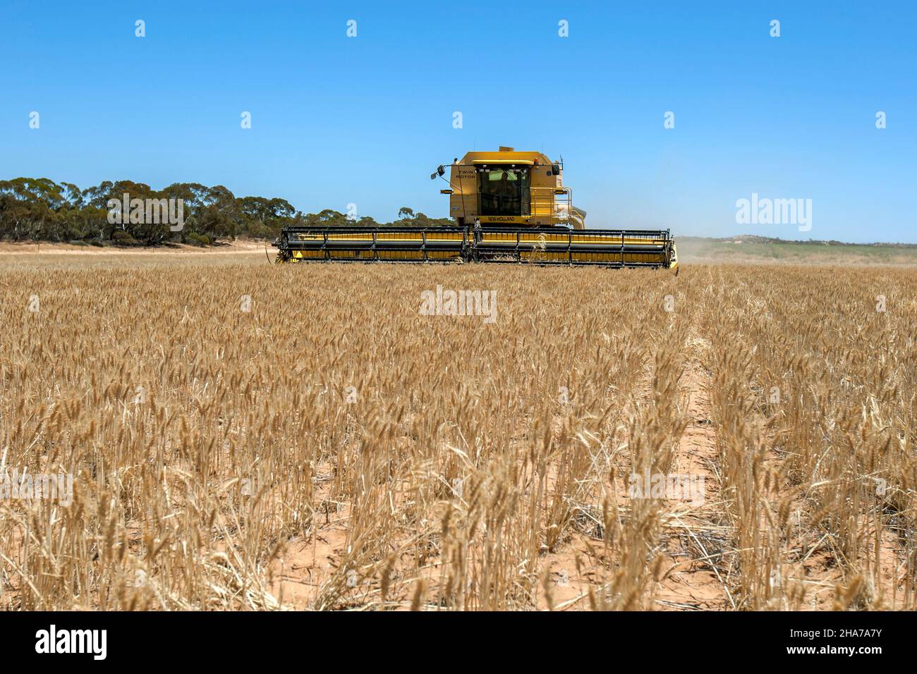 A farmer driving a combine harvester reaps a crop of wheat on a ...