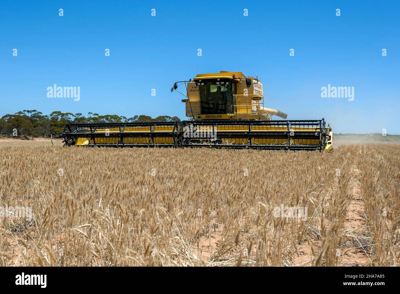 A farmer driving a combine harvester reaps a crop of wheat on a ...