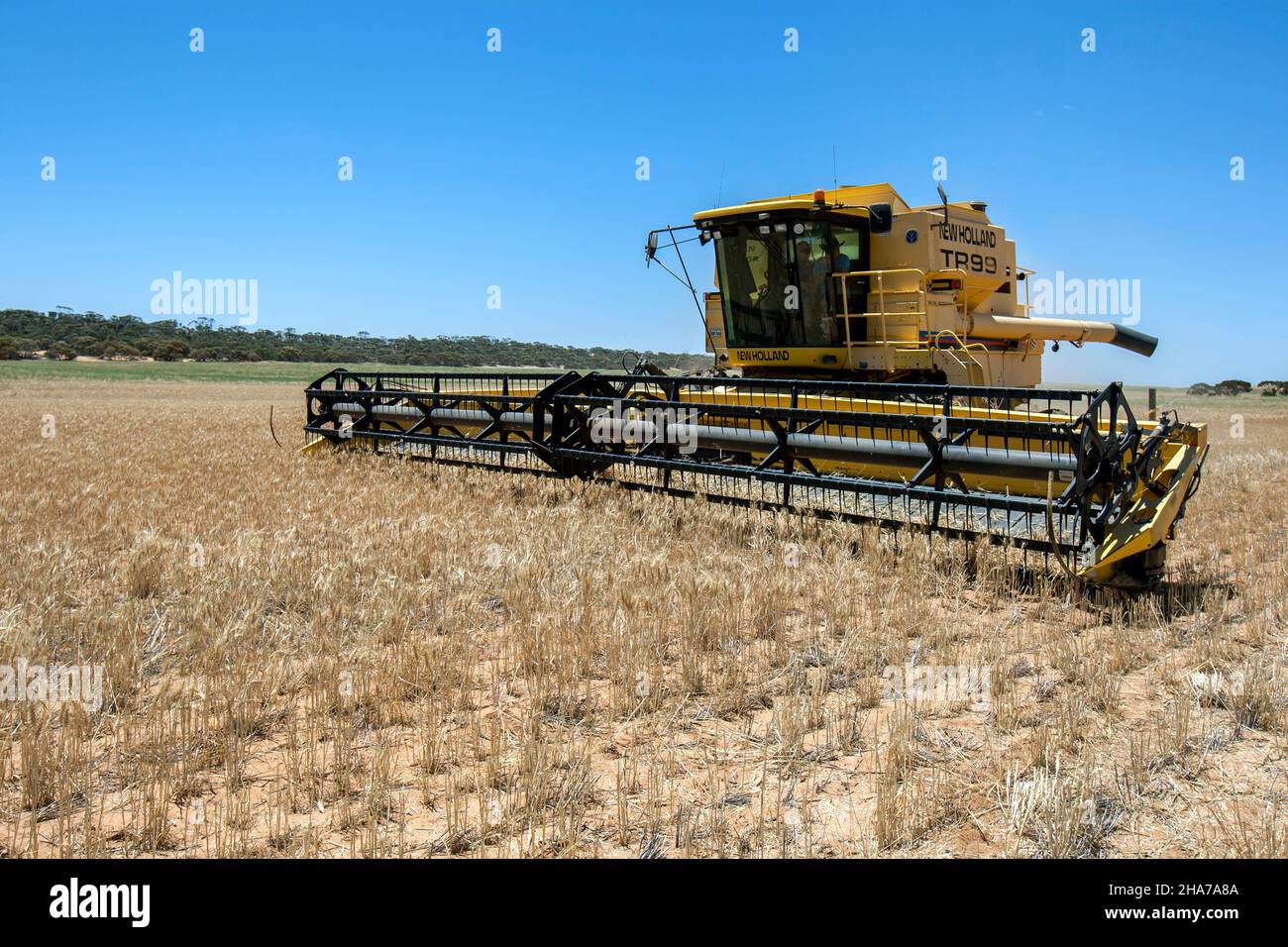 A farmer driving a combine harvester reaps a crop of wheat on a ...