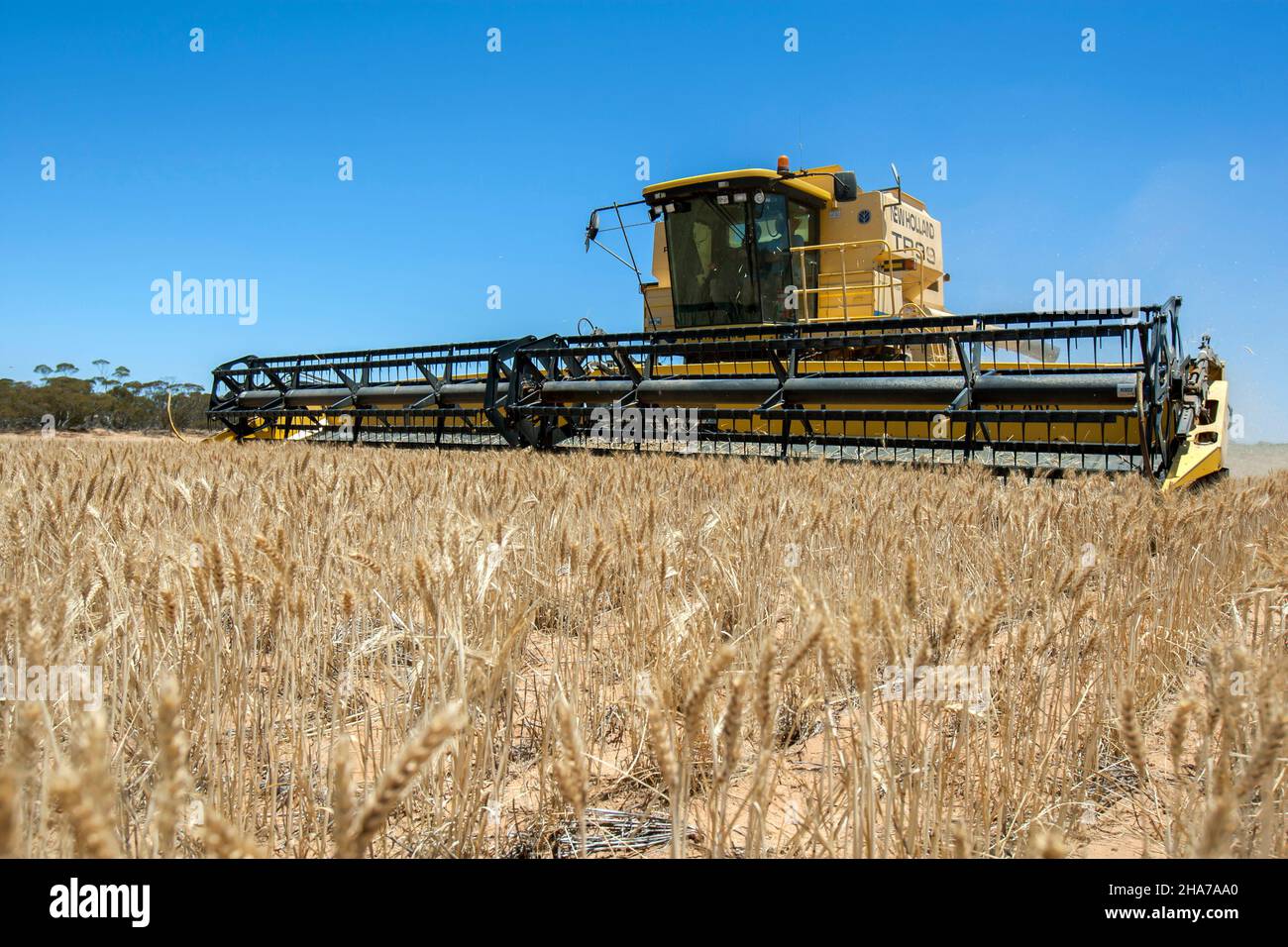 A farmer driving a combine harvester reaps a crop of wheat on a ...