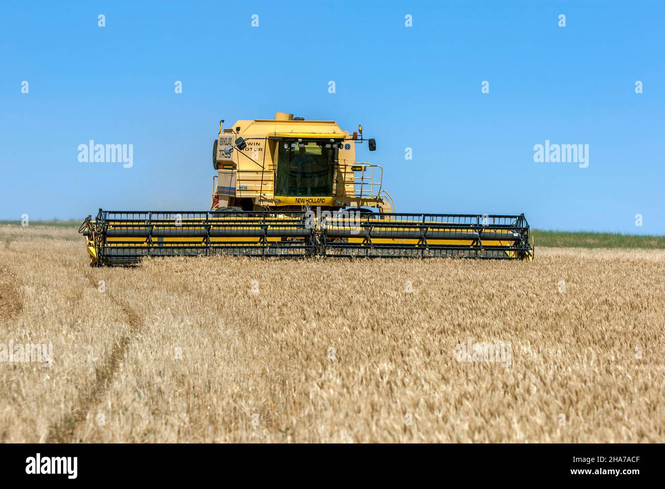 A farmer driving a combine harvester reaps a crop of wheat on a ...