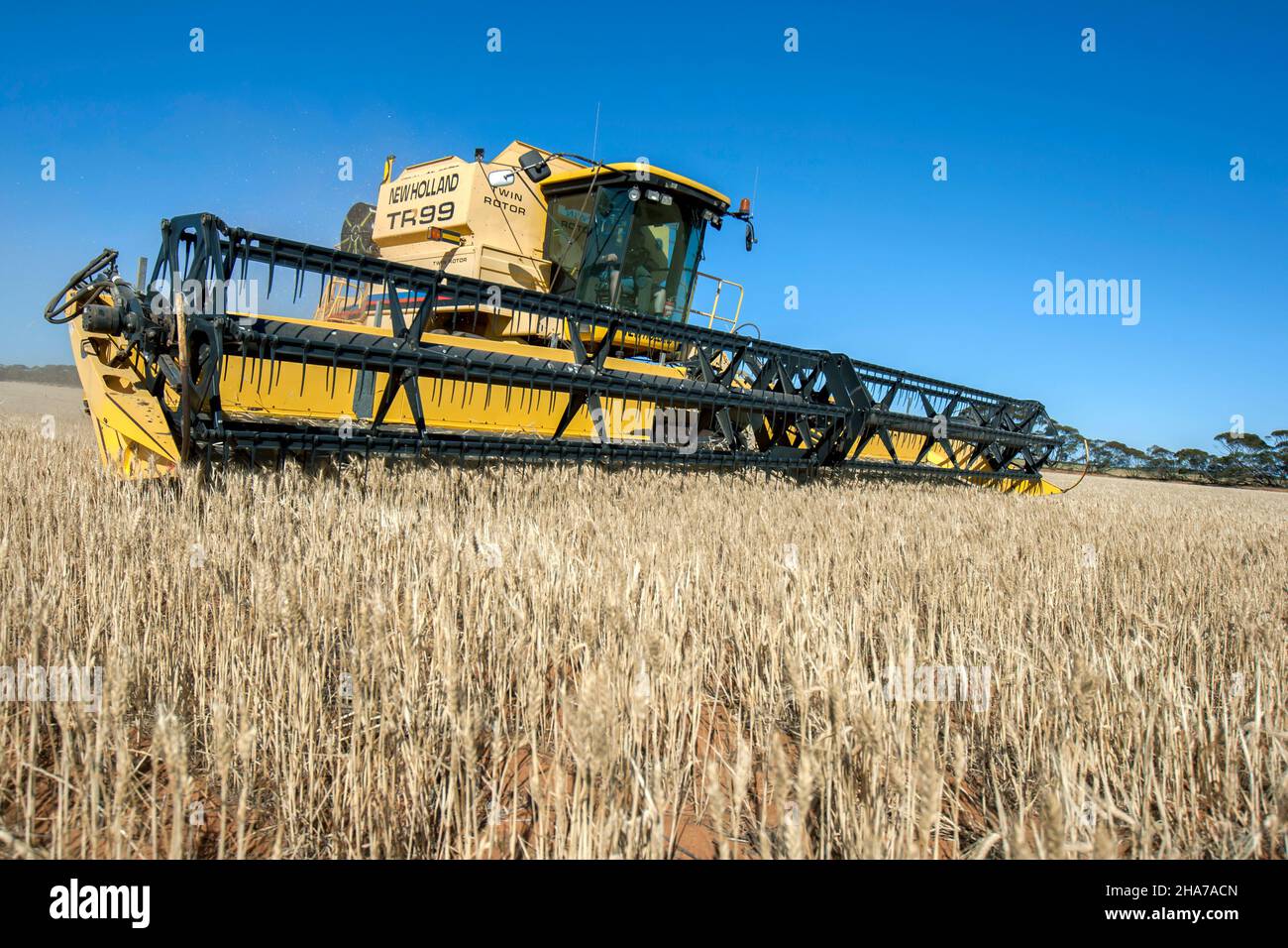 A farmer driving a combine harvester reaps a crop of wheat on a ...