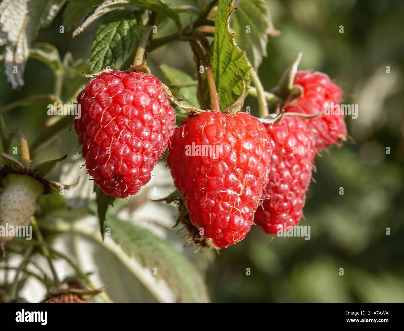 Strawberries, Raspberries, close up photography, Polish plantations ...